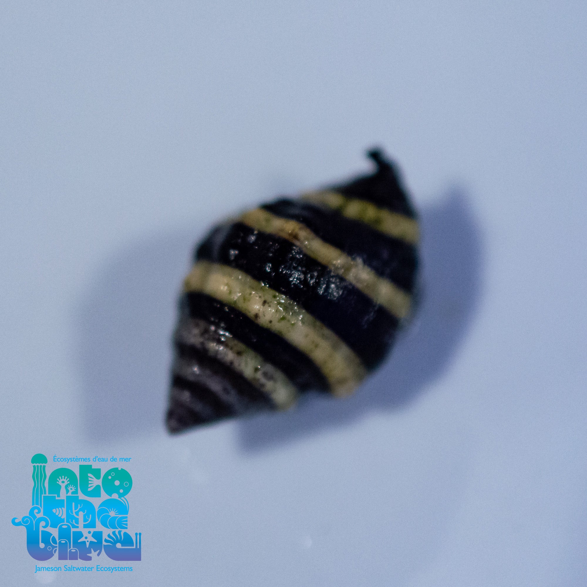 Saltwater Invertebrates - Snails