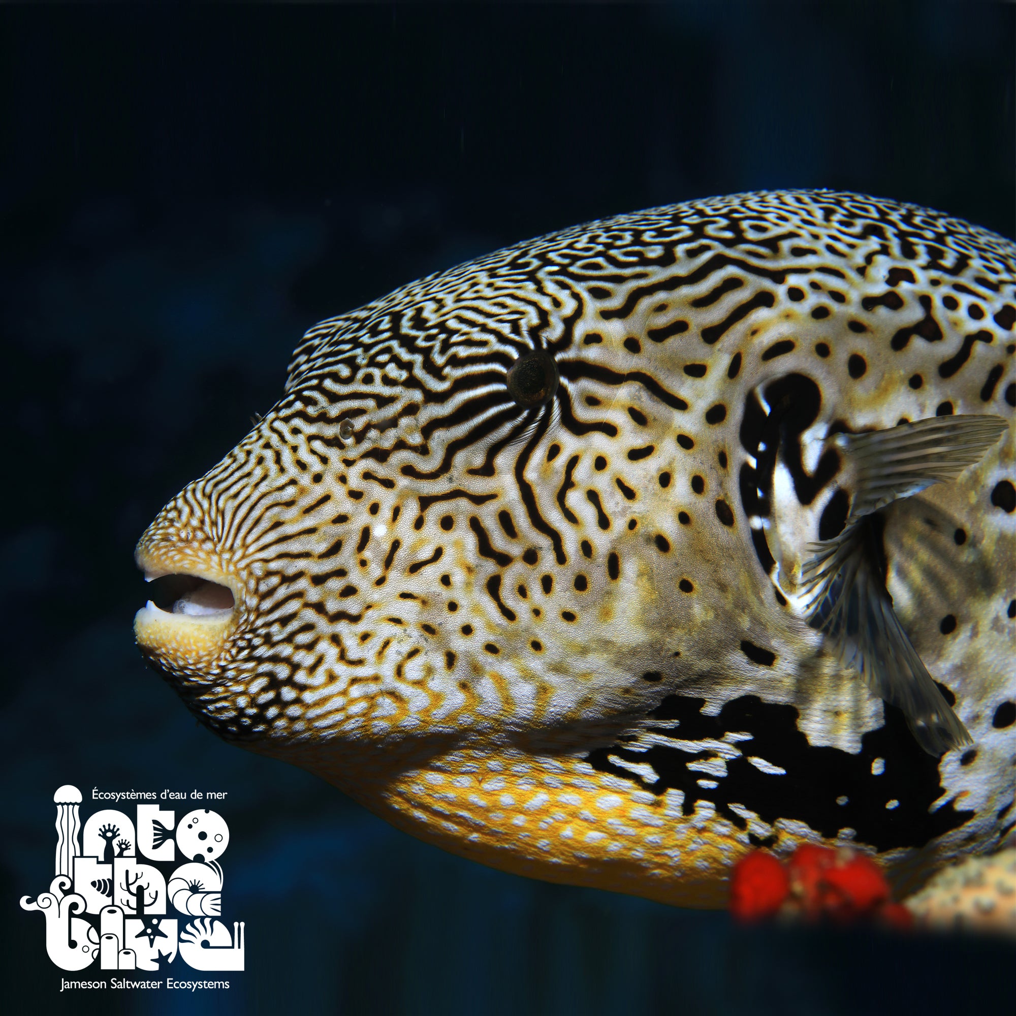 Scribbled Arothron Puffer | Map Puffer