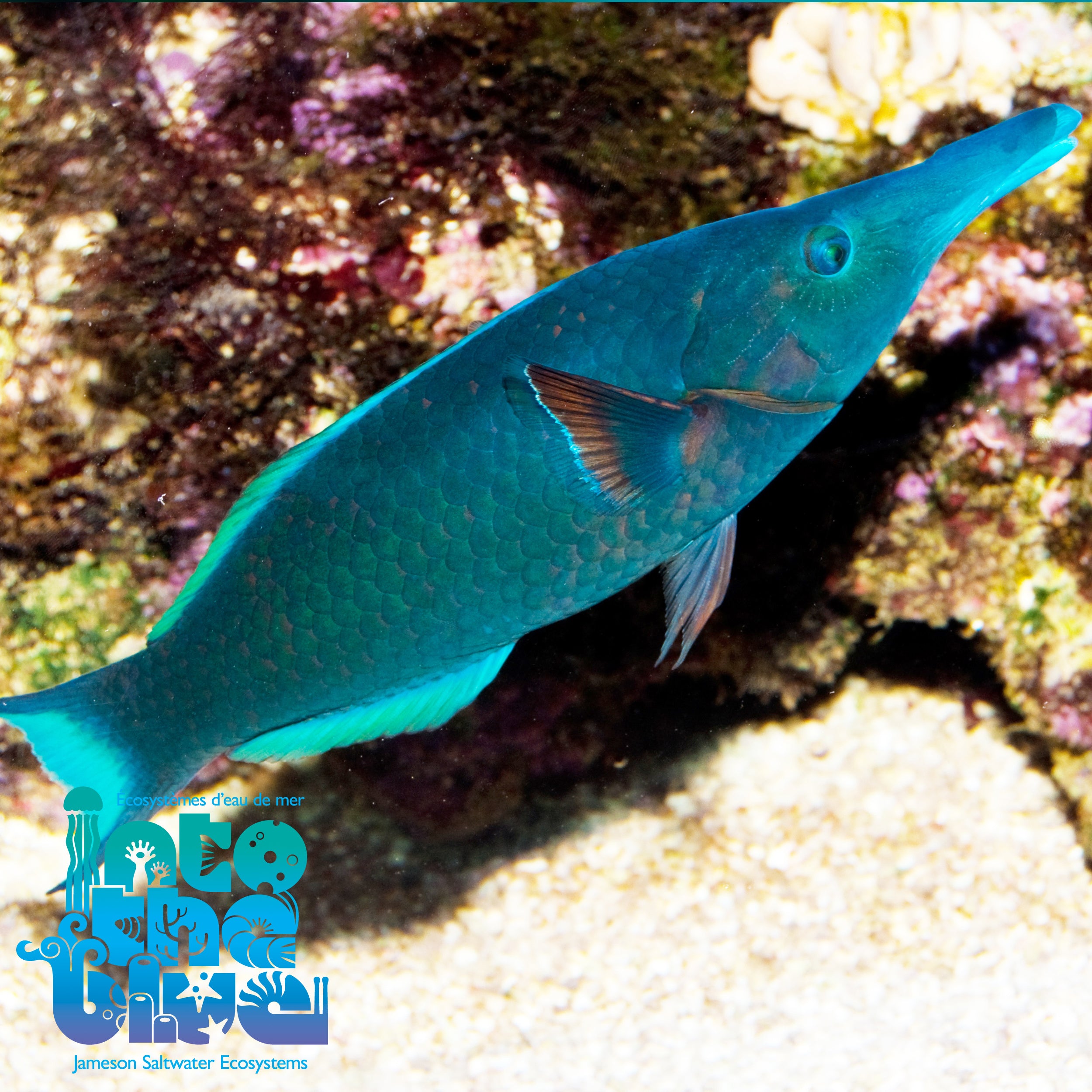 Bird Wrasse Male