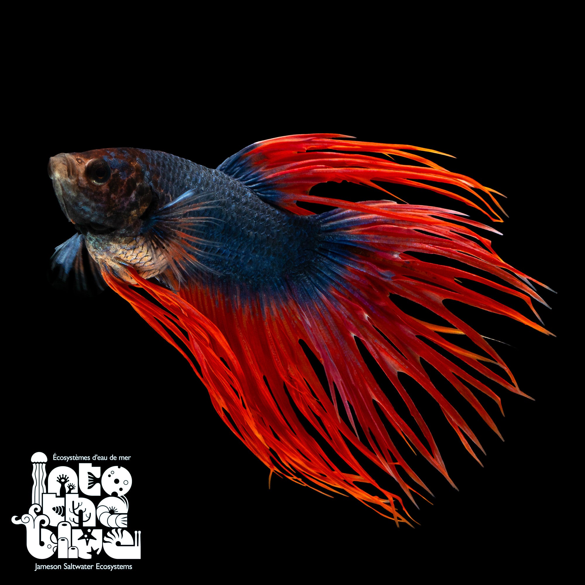 Crowntail Betta Fish Male Betta Crowntail Red – Fish Tank Limited