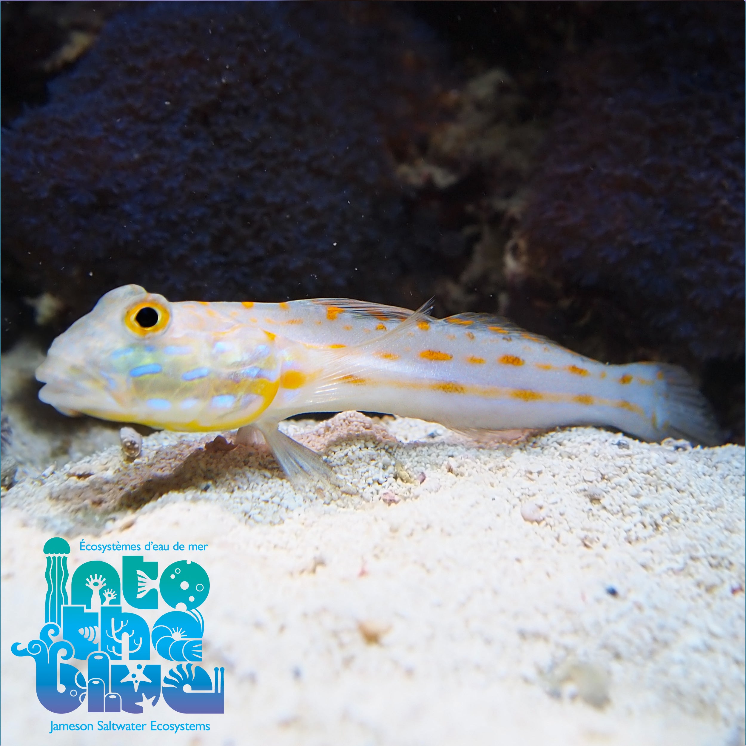 Diamond Goby