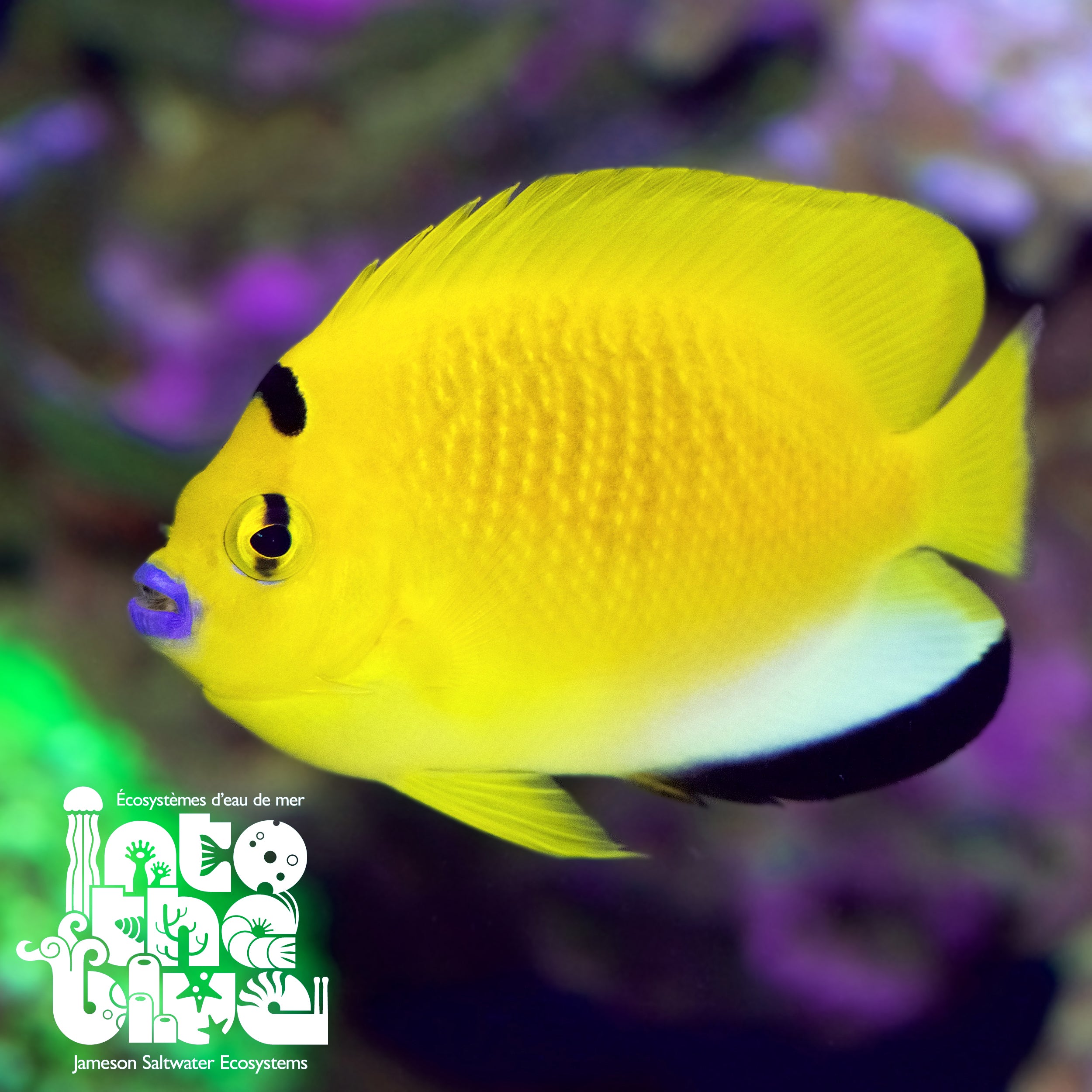 Flagfin Angelfish