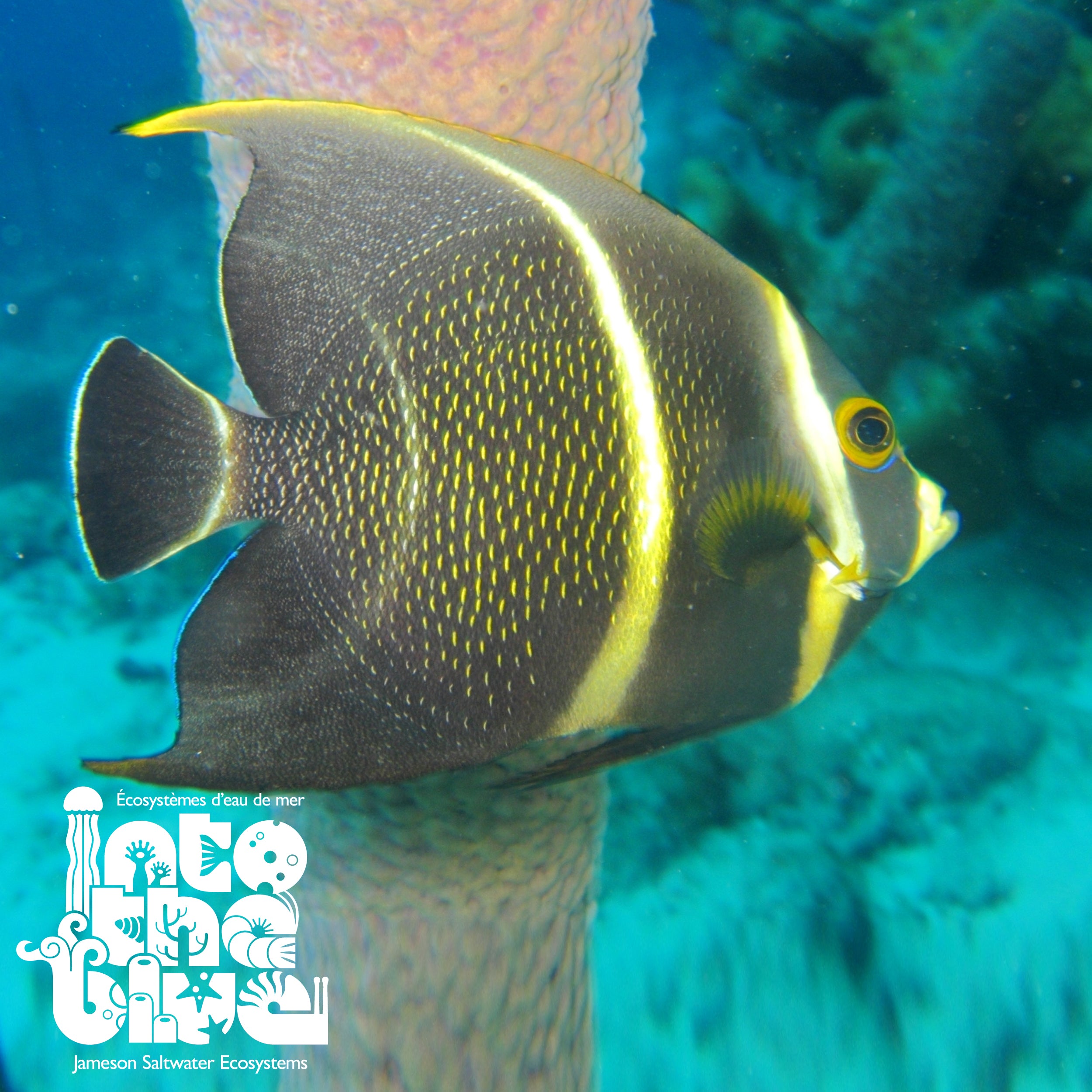 French Angelfish