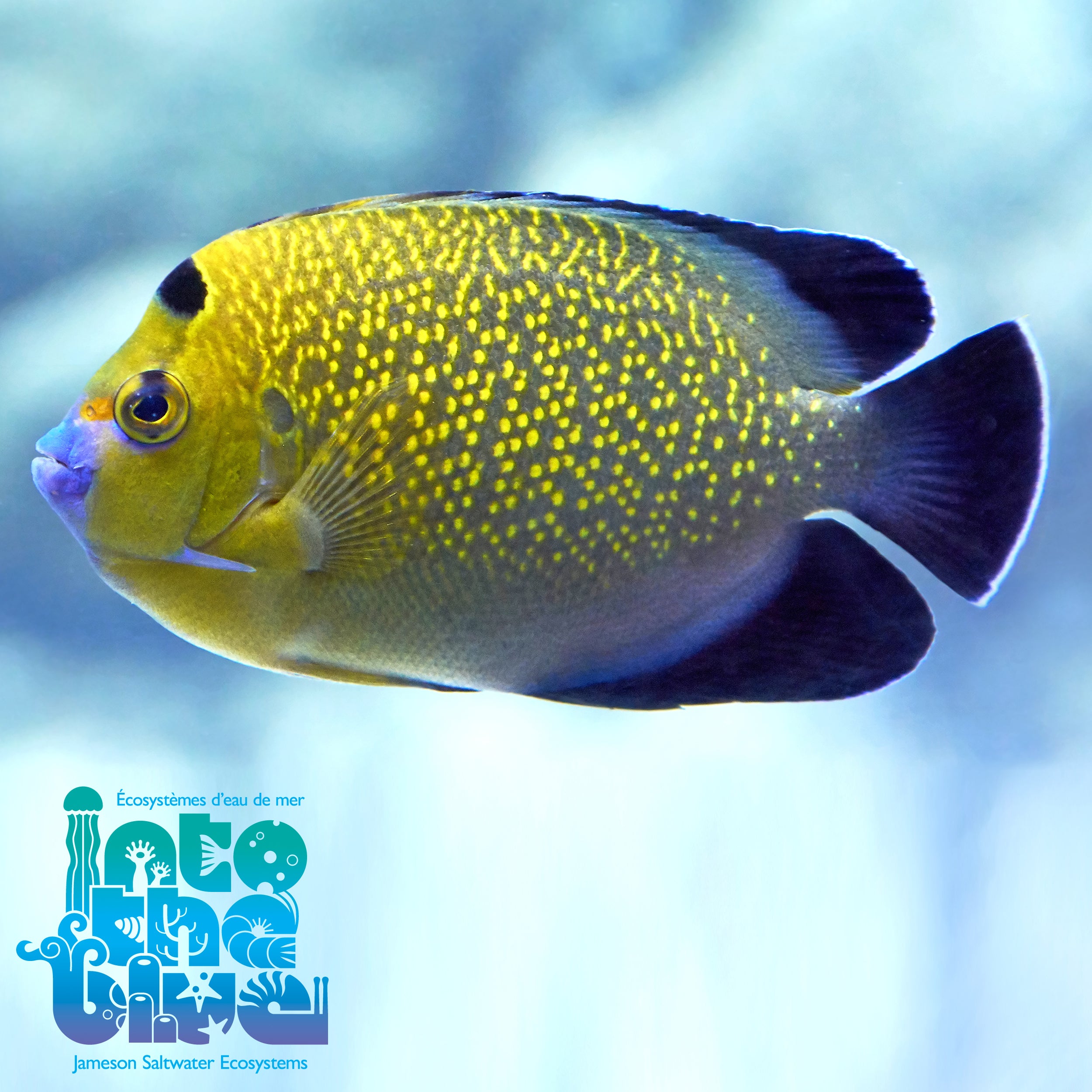 Goldflake Angelfish