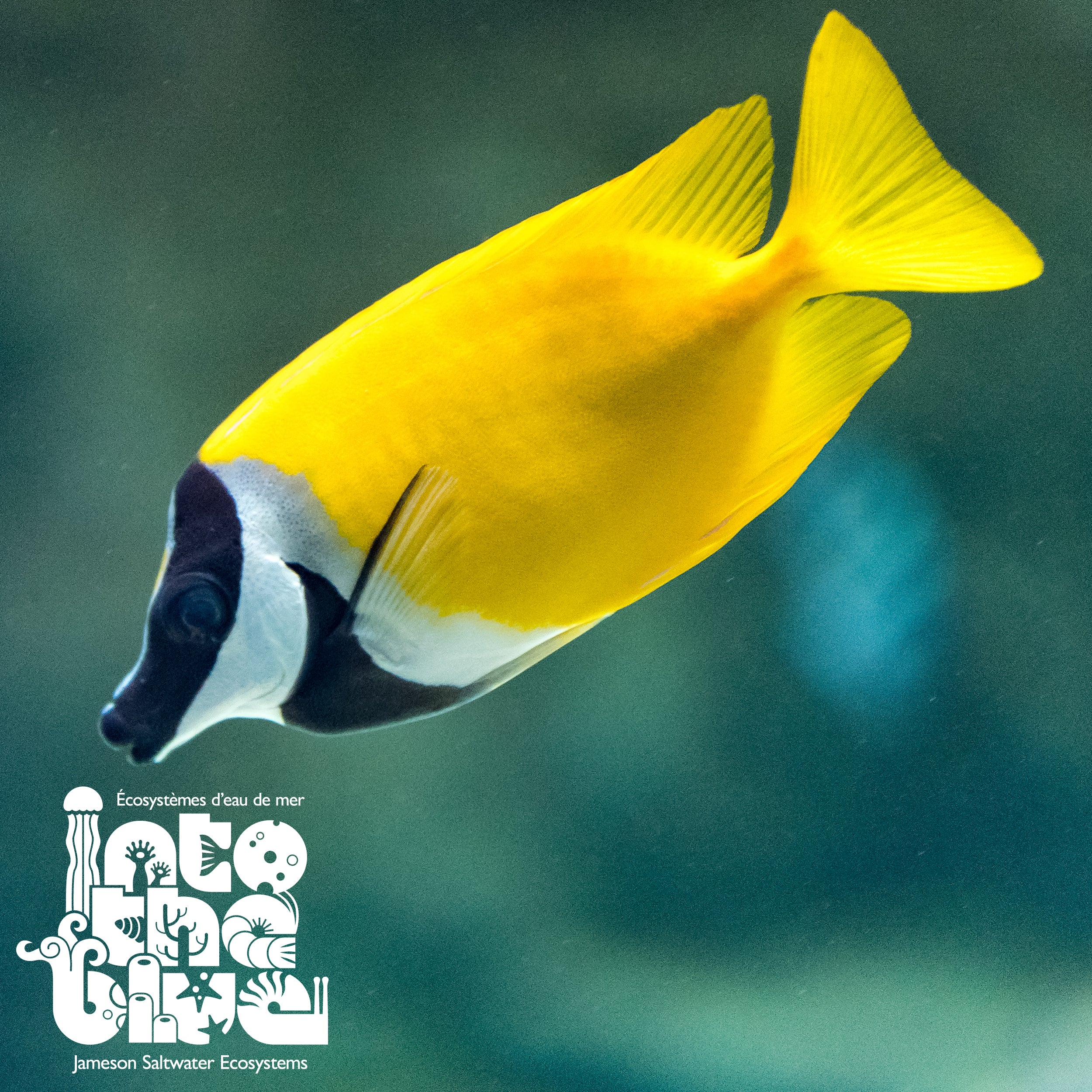 Foxface Rabbitfish