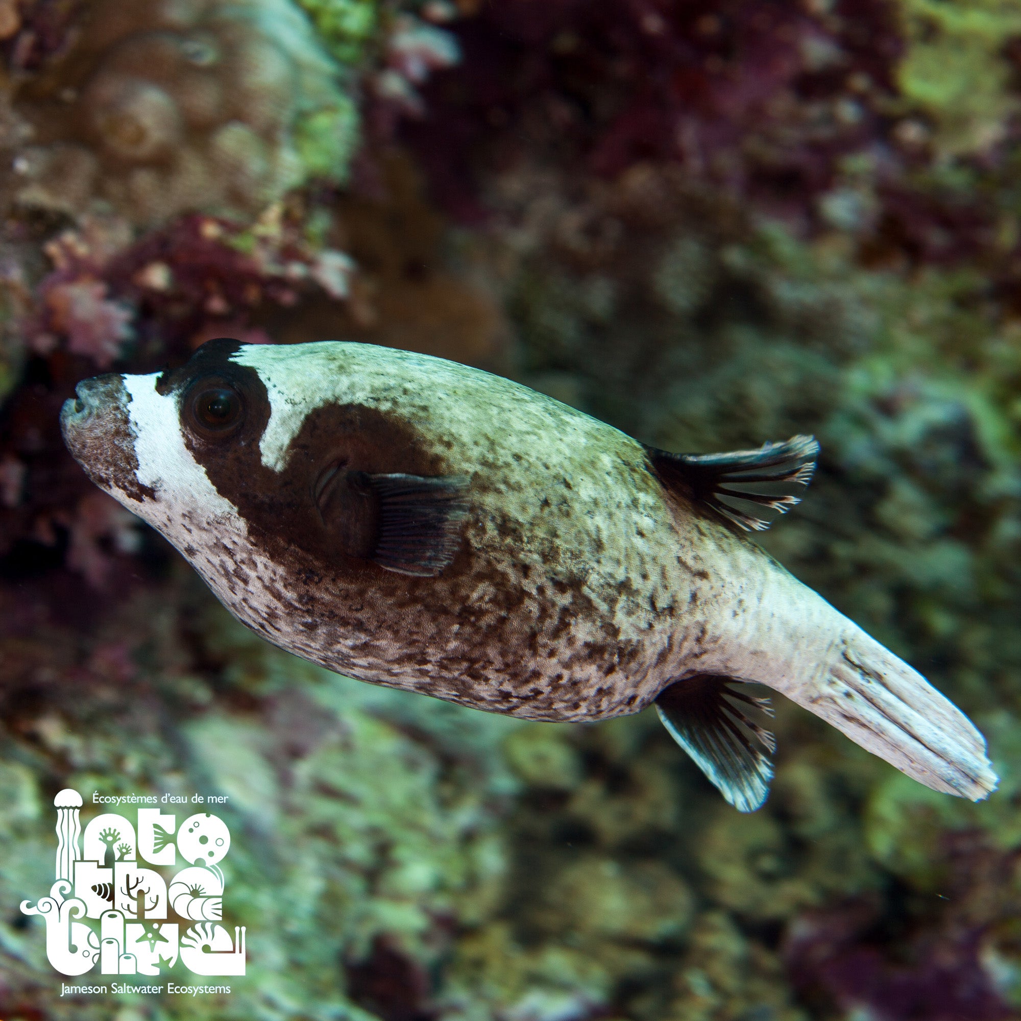 Masked Puffer
