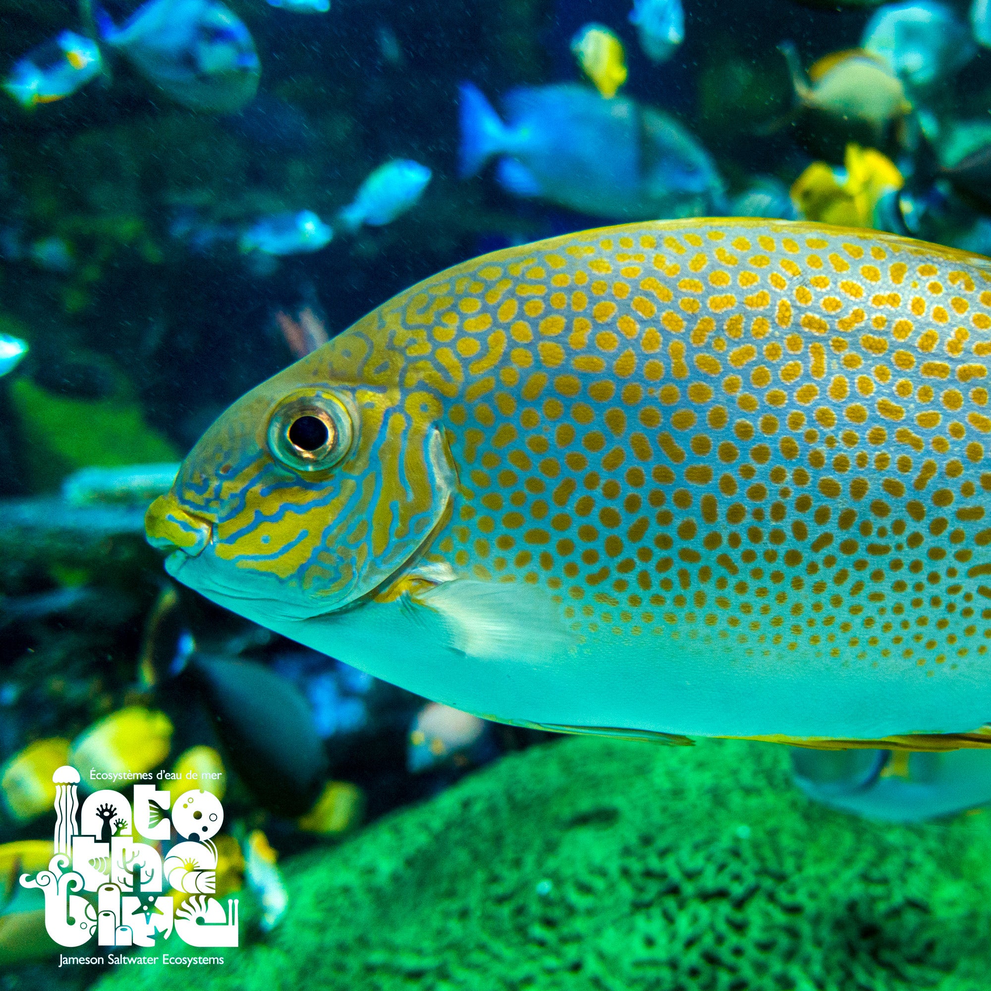 Orange Spot Rabbitfish