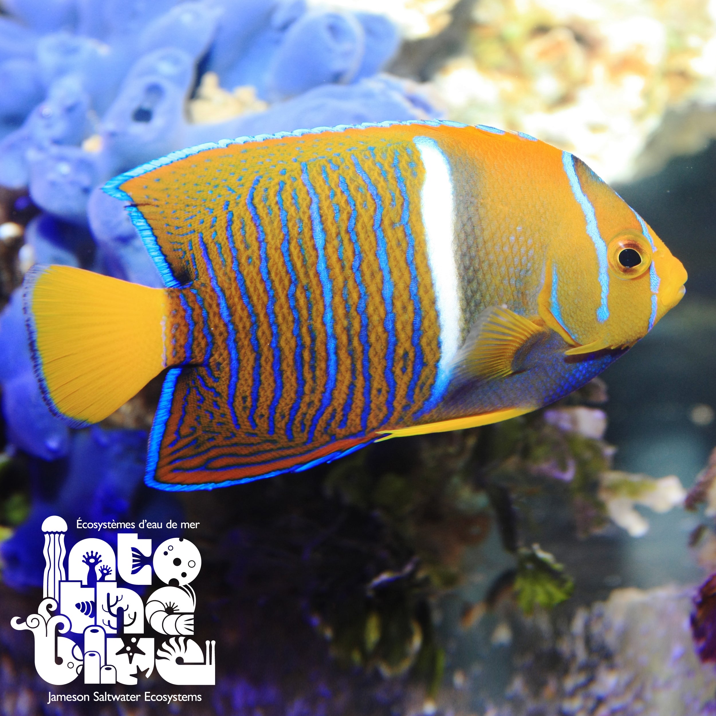 Passer Angelfish