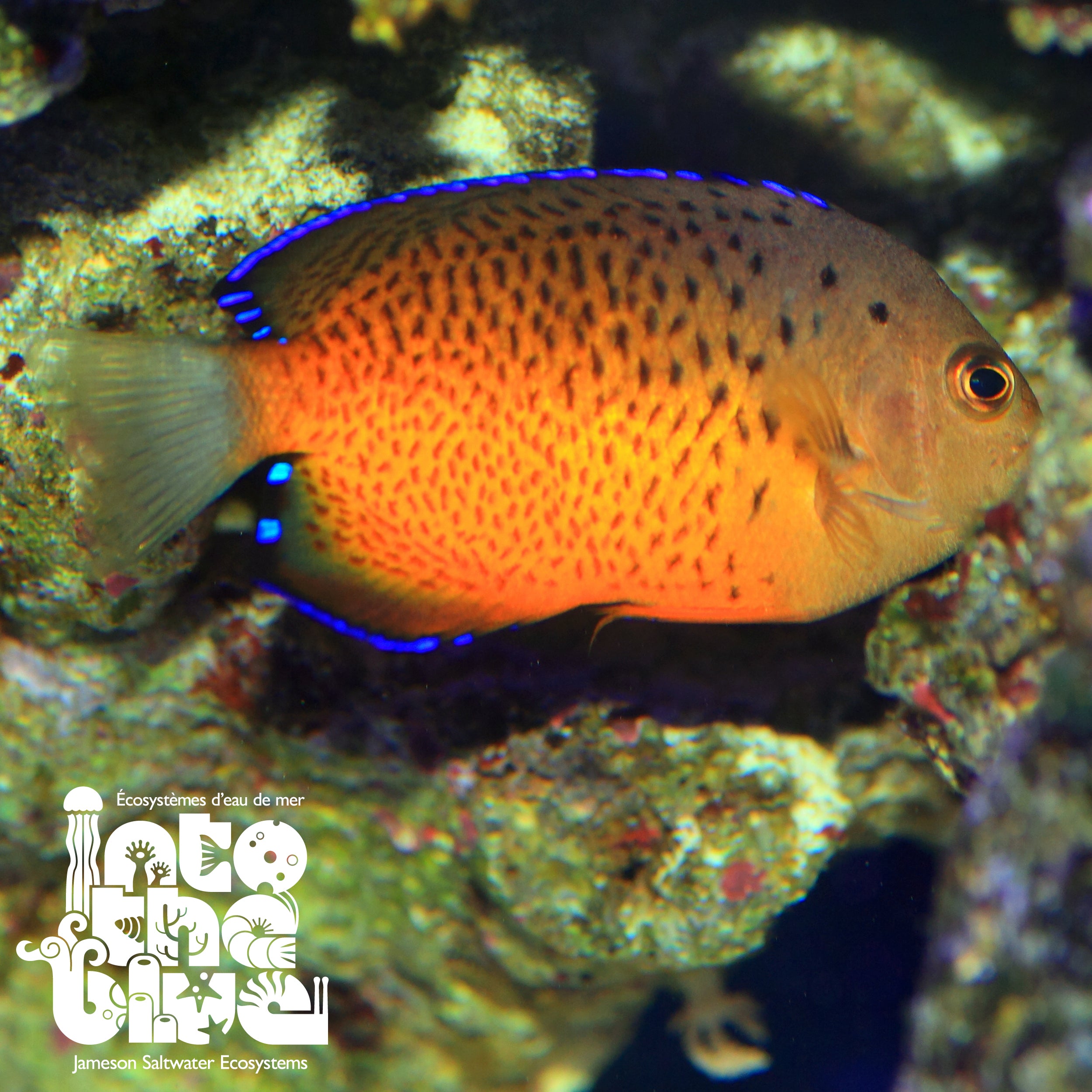 Rusty Angelfish