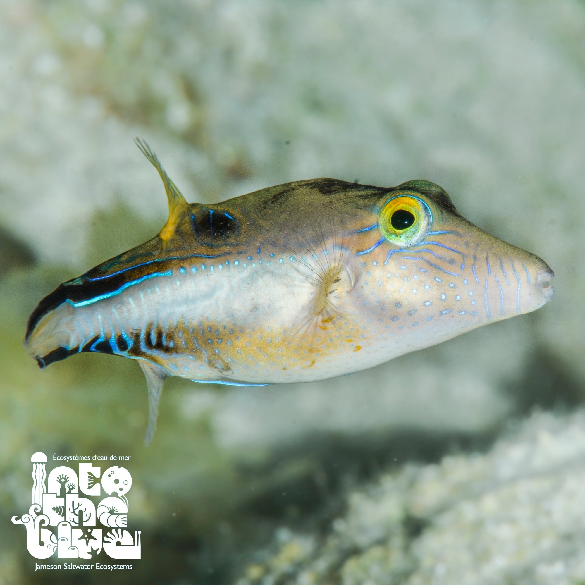Sharpnose Puffer