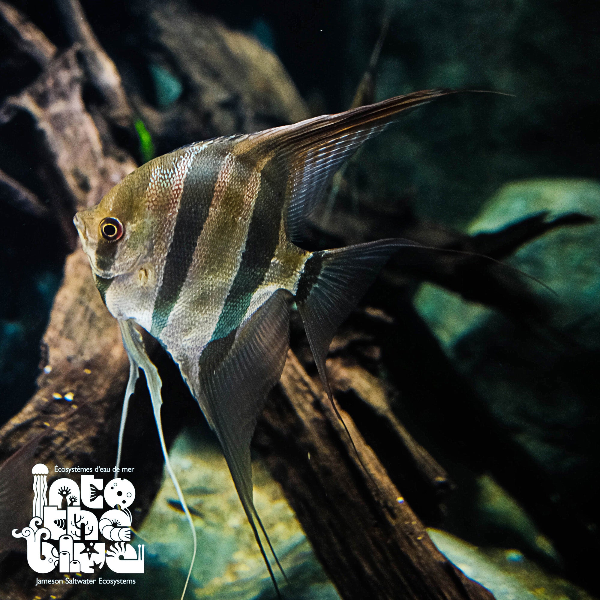 Silver Angelfish Platinum Angel Fish | Blessings Aquarium