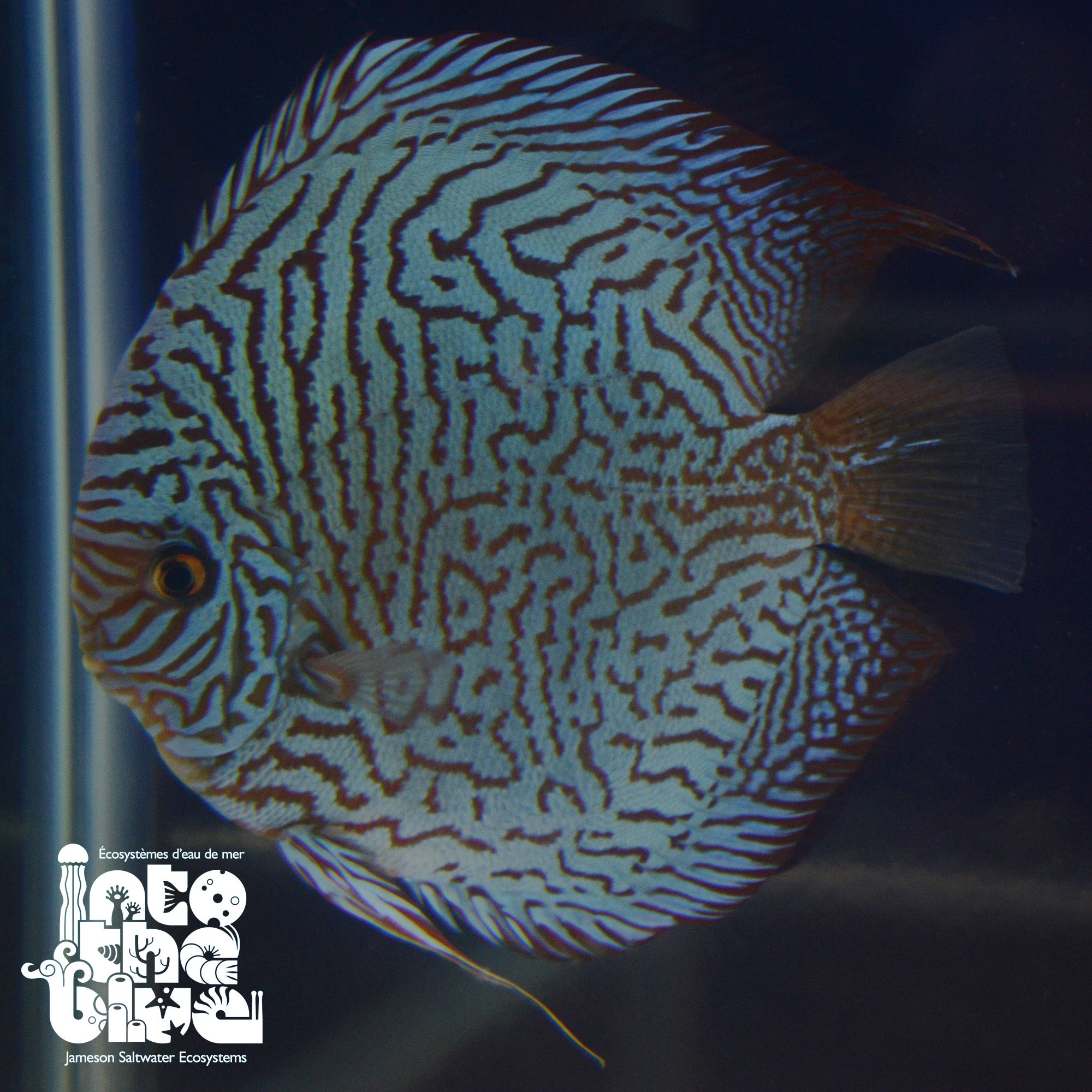 Snakeskin Discus Fish