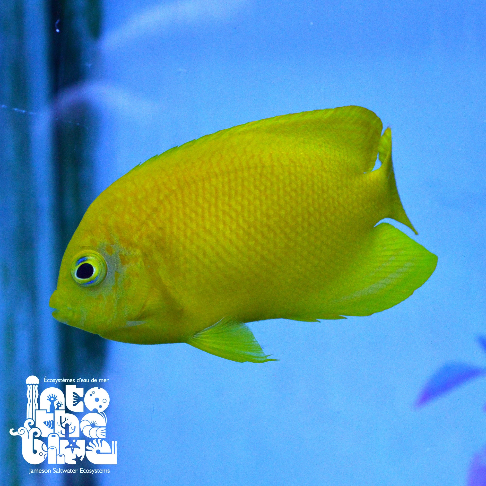 Lemonpeel Angelfish