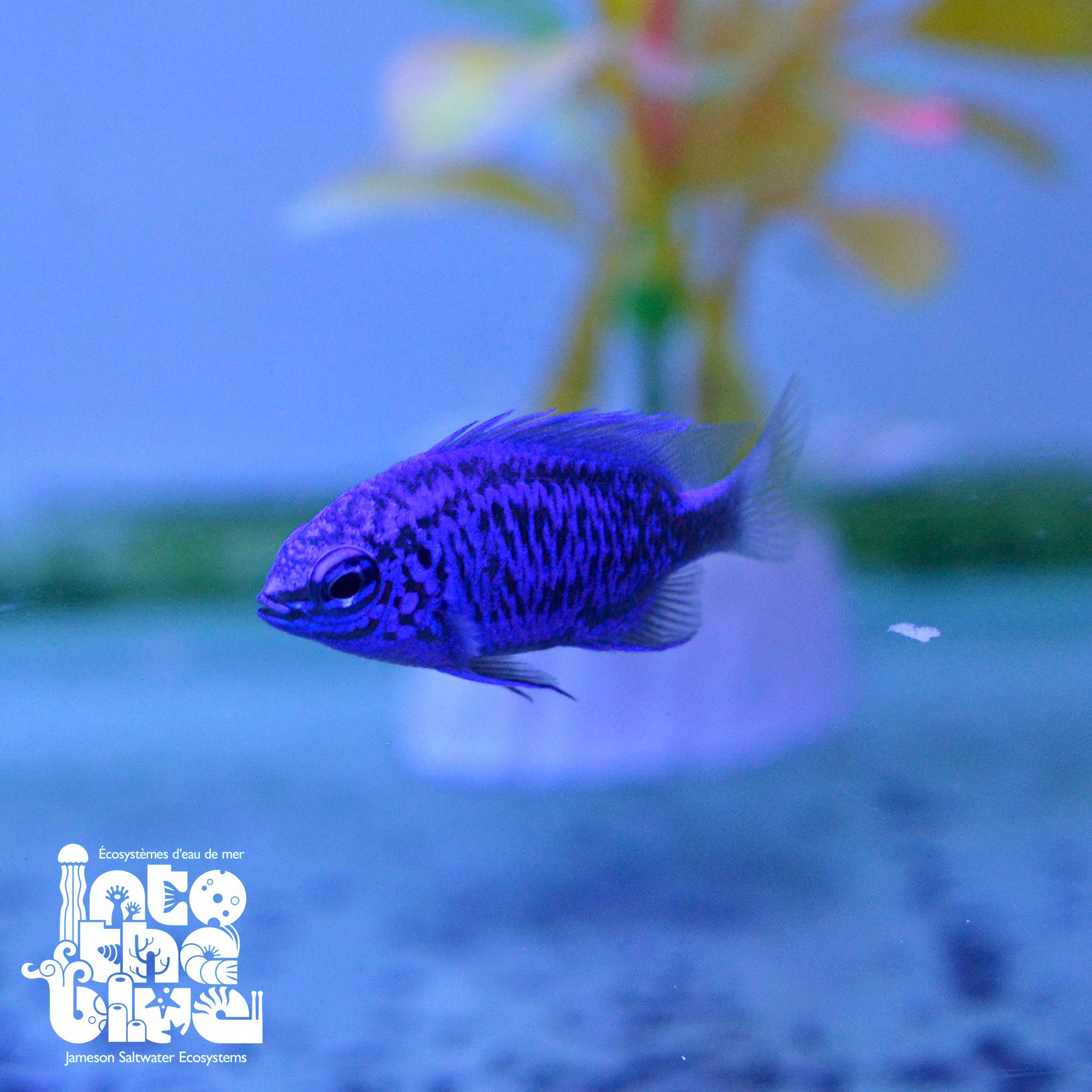 Blue Sapphire Damselfish Indian Blue Damsel – Splashy Fin Live Fish